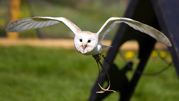 Owl Encounter at Millets Farm Falconry Centre for Two People ...
