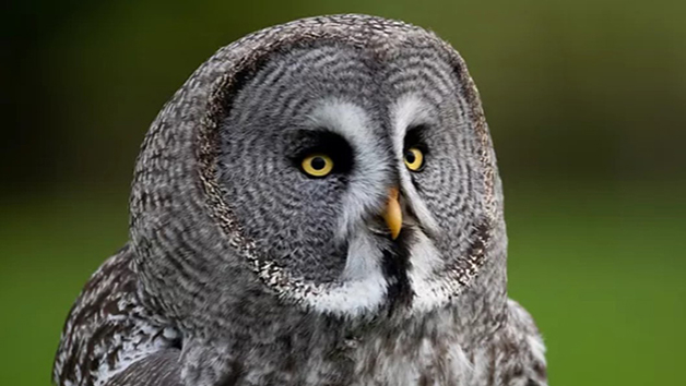 The Owl Experience for Two at the UK Owl and Raptor Centre | Red Letter ...