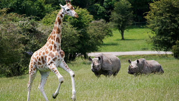 A Visit to Port Lympne Reserve, Truck Safari and Afternoon Tea for Two ...