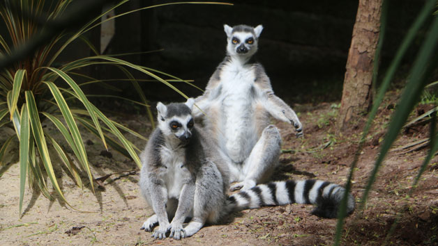 Shaldon Wildlife Trust Zoo Entry for Two with Lemur Liaison and Meerkat ...