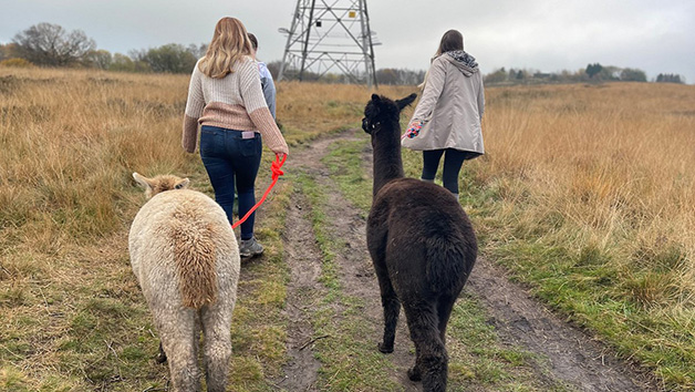 60 Minute Alpaca Trek in the Wetley Moors for Two | Red Letter Days