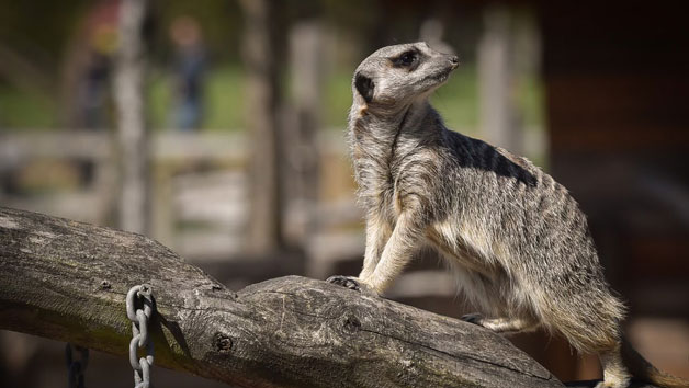 Meet the Meerkats | Meerkat Experiences | Red Letter Days